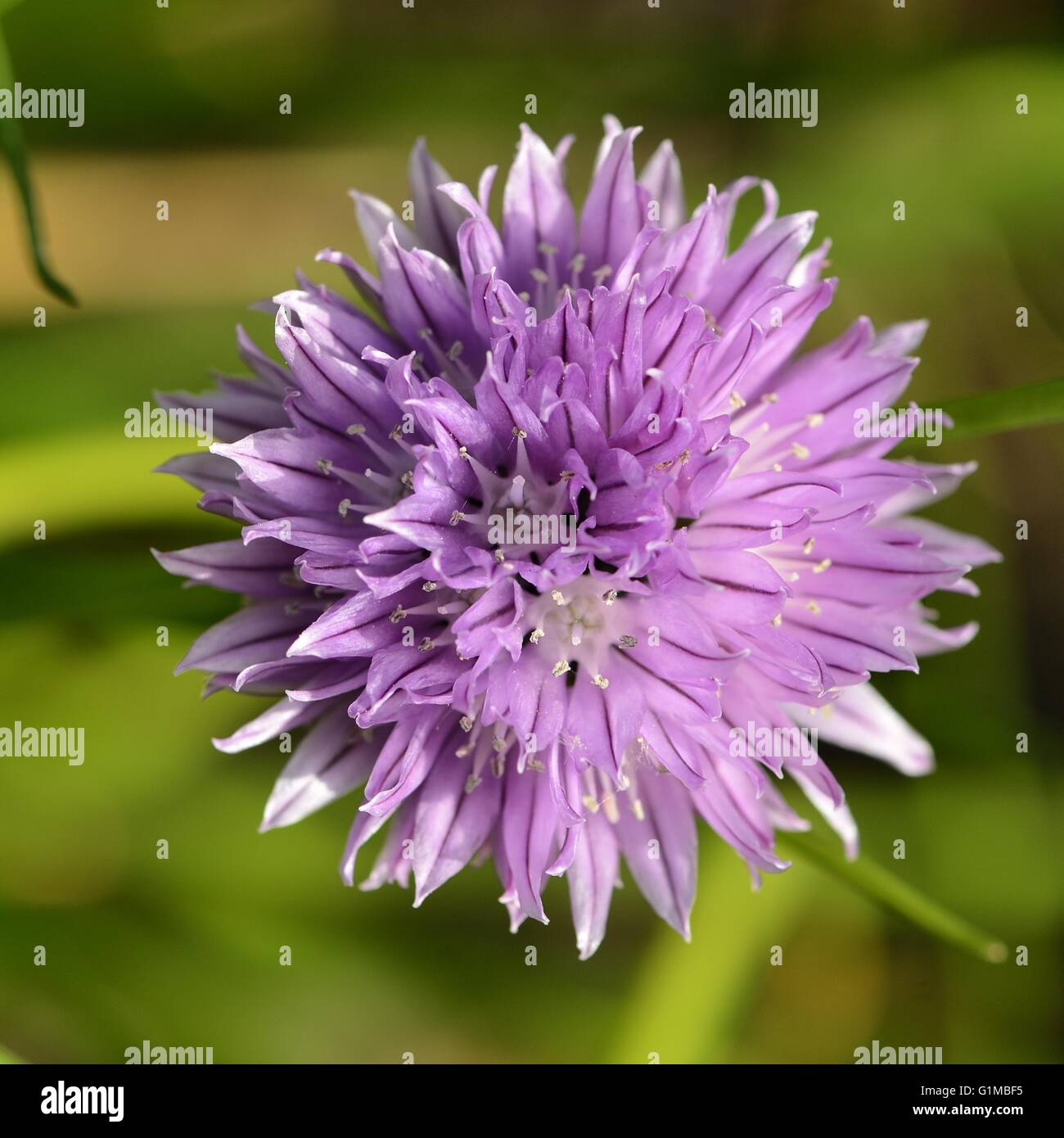 Floer hi-res stock photography and images - Alamy