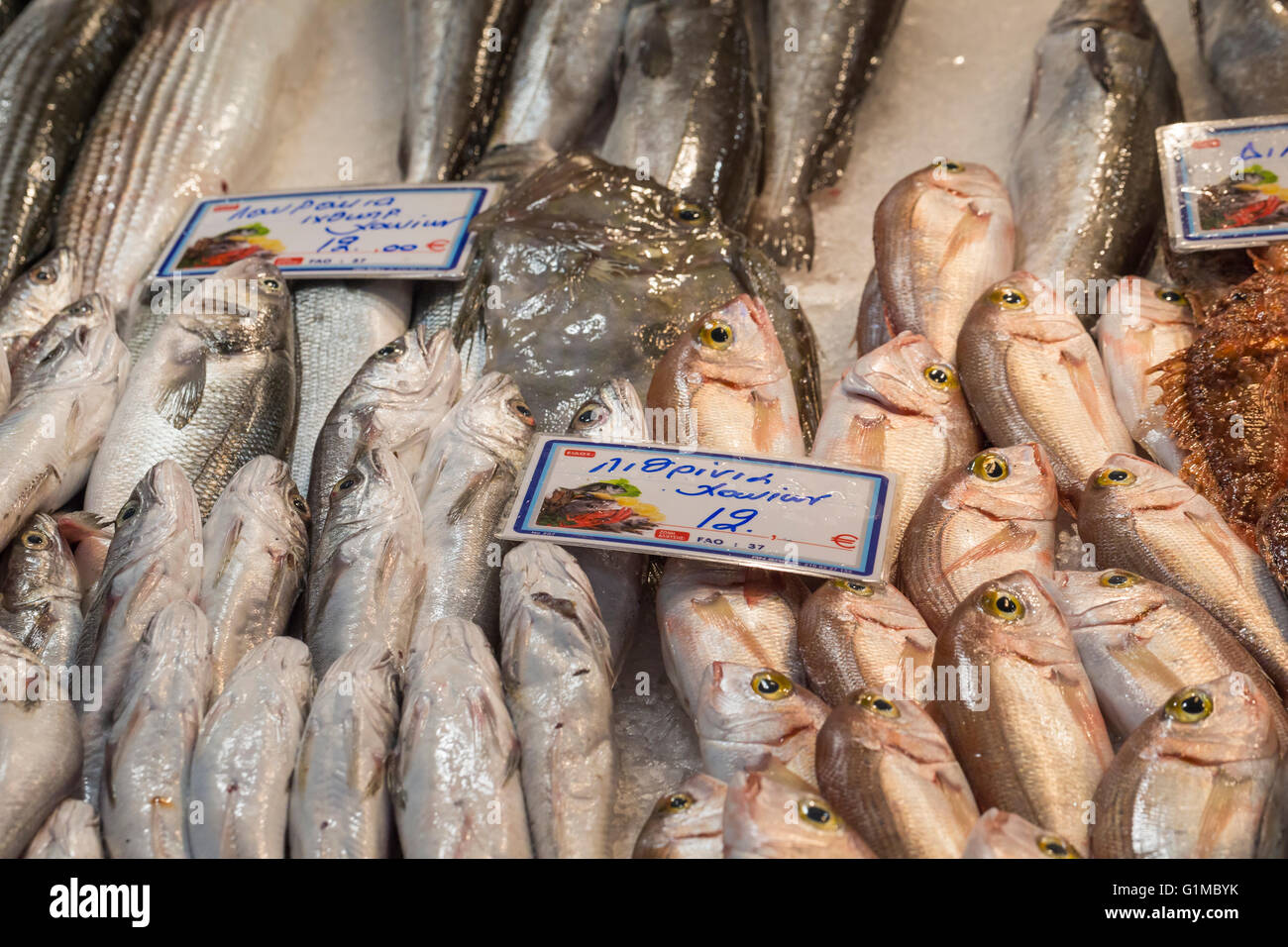 Bogue Fish High Resolution Stock Photography and Images - Alamy