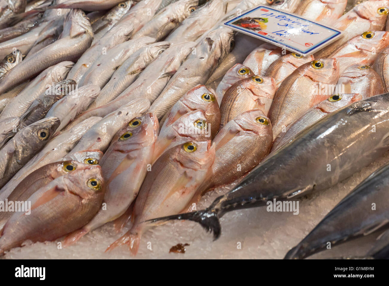 Bogue fish hi-res stock photography and images - Alamy