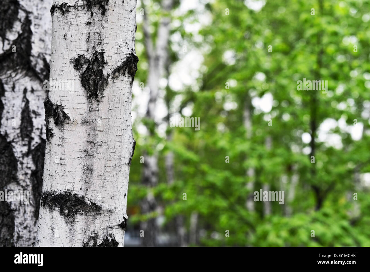 Birch tree root hi-res stock photography and images - Alamy