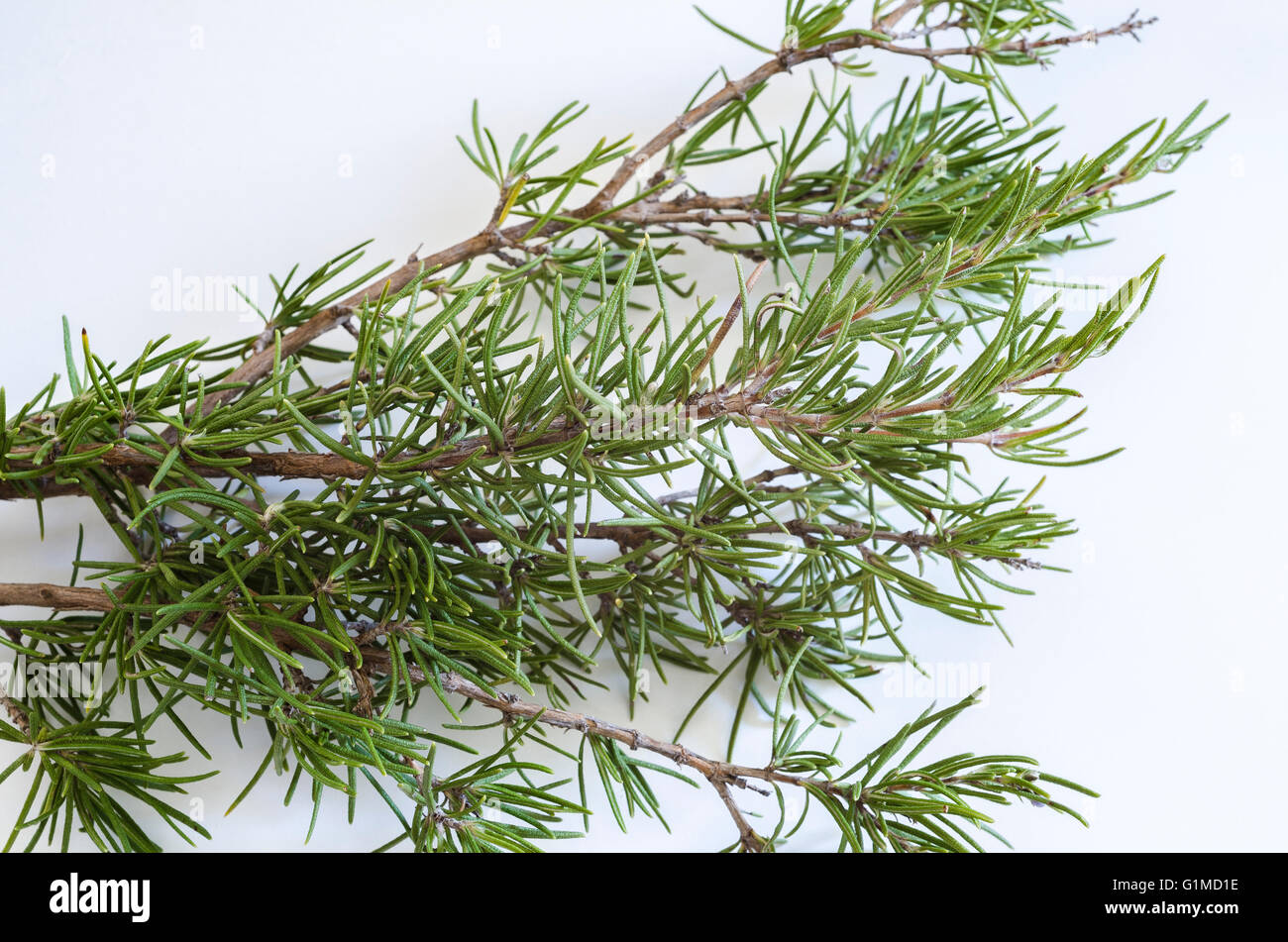 Feuilles de romarin frais hi-res stock photography and images - Alamy