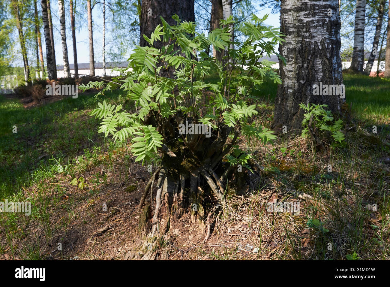 Tree stump shoot grow growing hi-res stock photography and images - Alamy