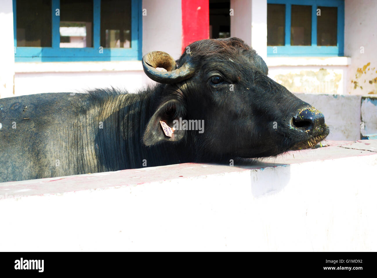 Buffalo cattle on farm Stock Photo - Alamy