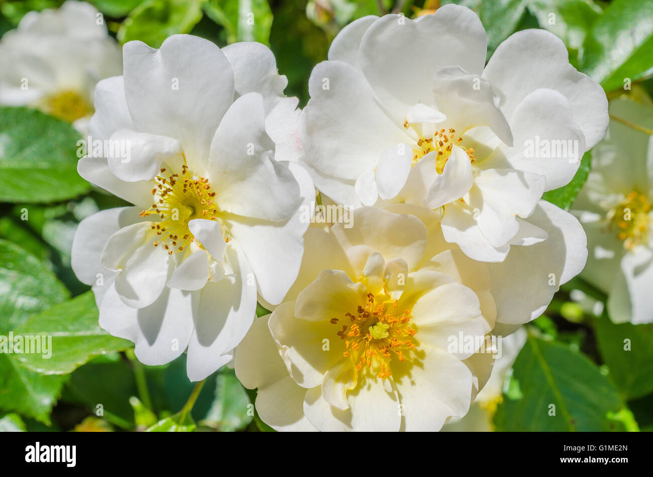 Rosier Botanique High Resolution Stock Photography and Images - Alamy