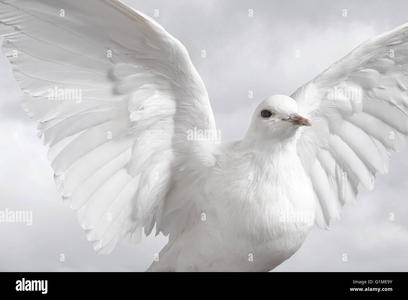 Dove In Flight High Resolution Stock Photography and Images - Alamy