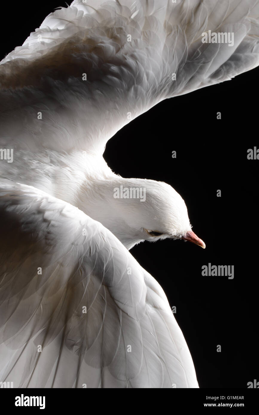 White dove in flight hi-res stock photography and images - Alamy