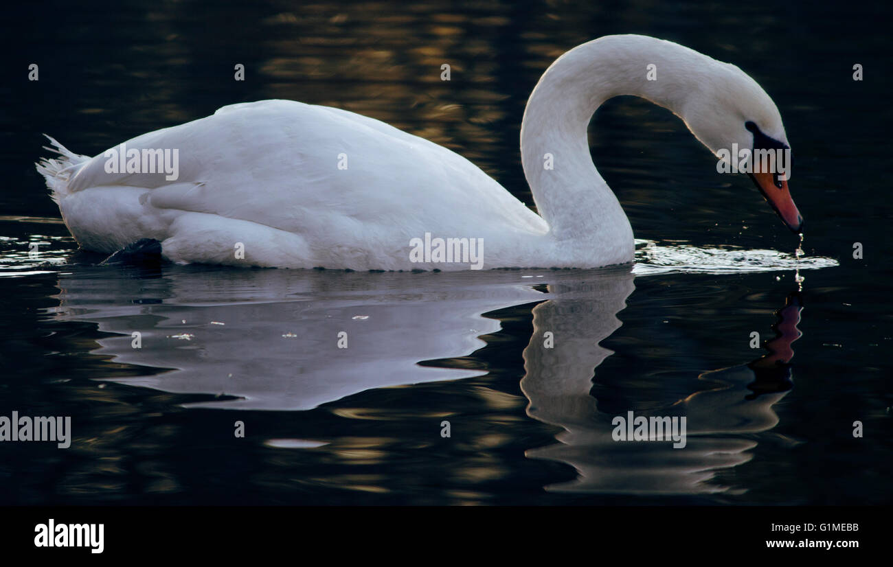 Female swan dive hi-res stock photography and images - Alamy