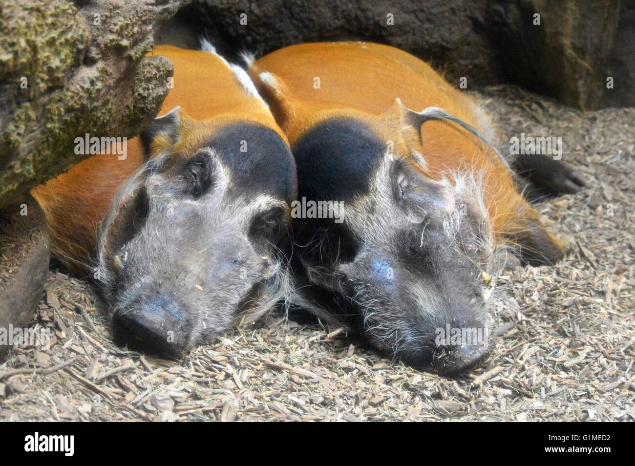 Red River Hog Stock Photo - Alamy