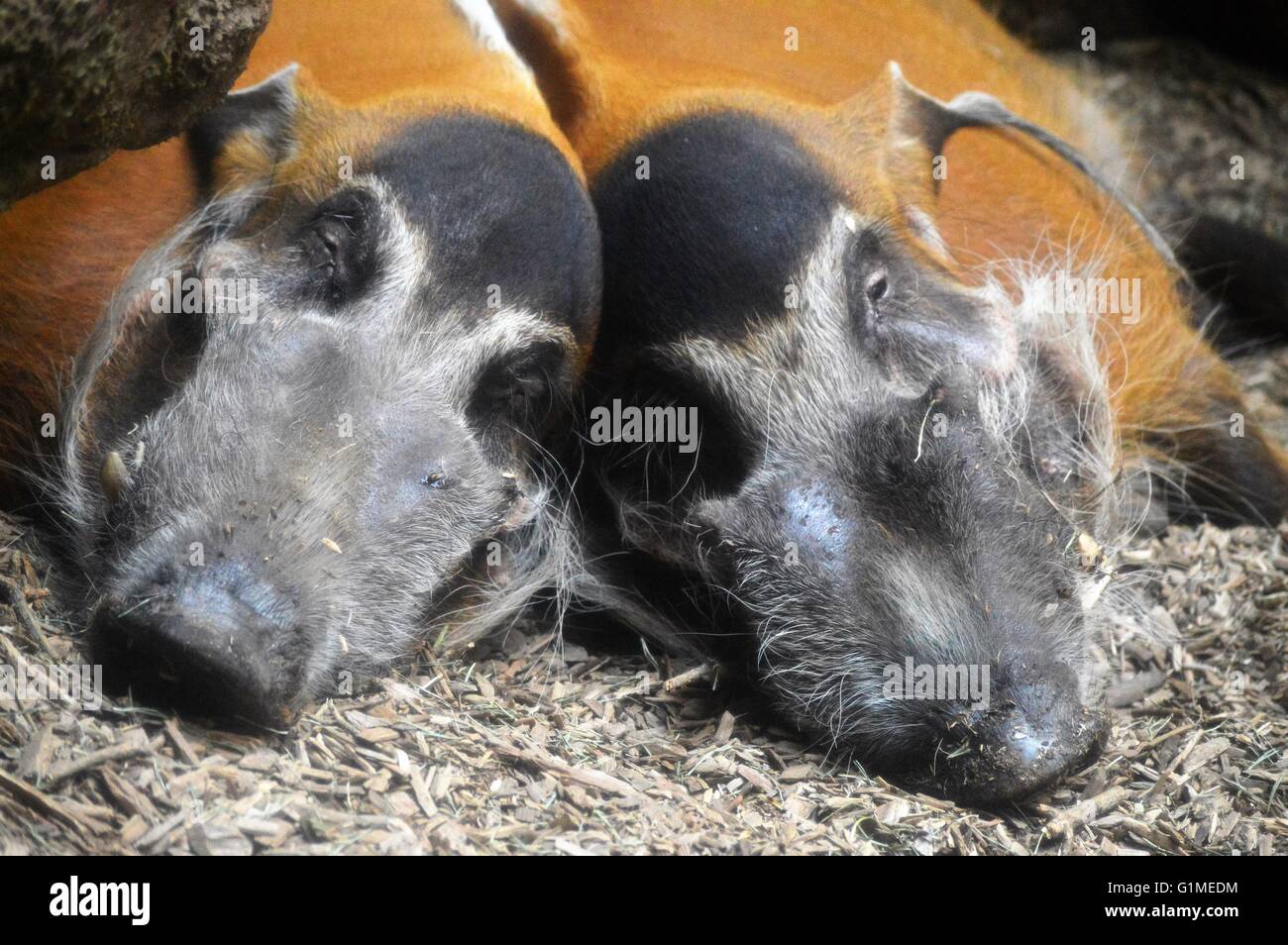 White hog hi-res stock photography and images - Alamy