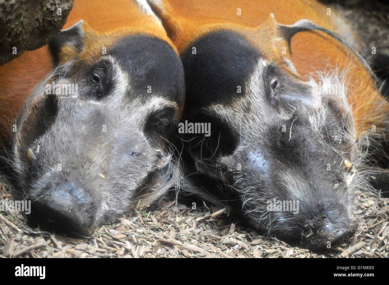 Red River Hog Stock Photo - Alamy