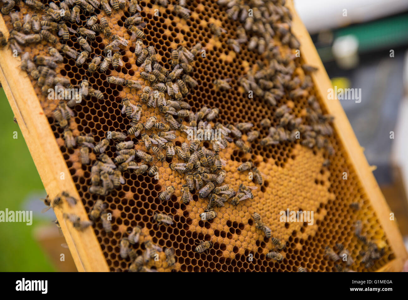 bees work on honeycomb collecting honey Stock Photo - Alamy
