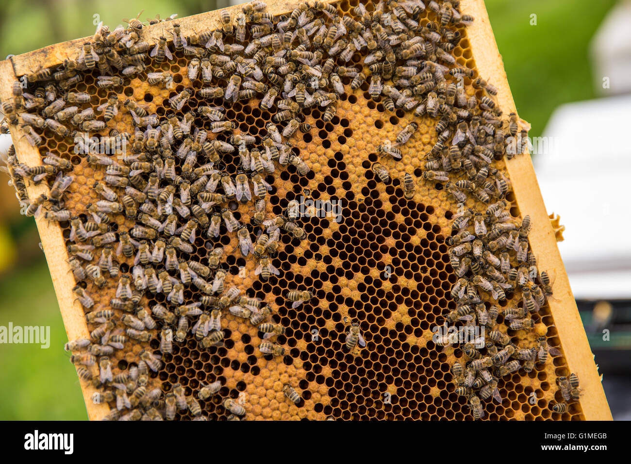 bees work on honeycomb collecting honey Stock Photo - Alamy