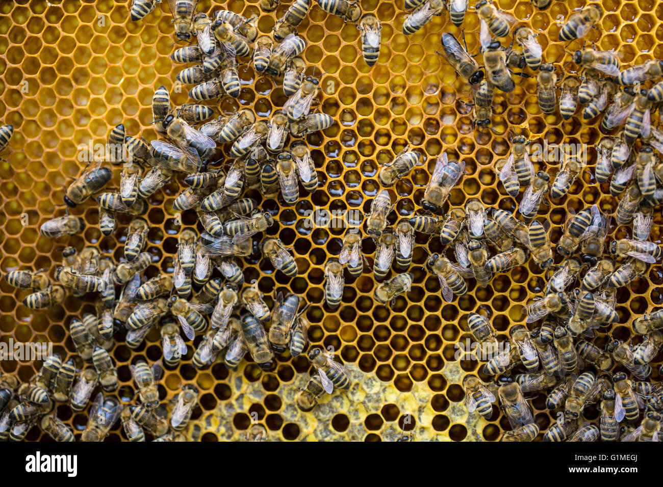 bees work on honeycomb collecting honey Stock Photo - Alamy