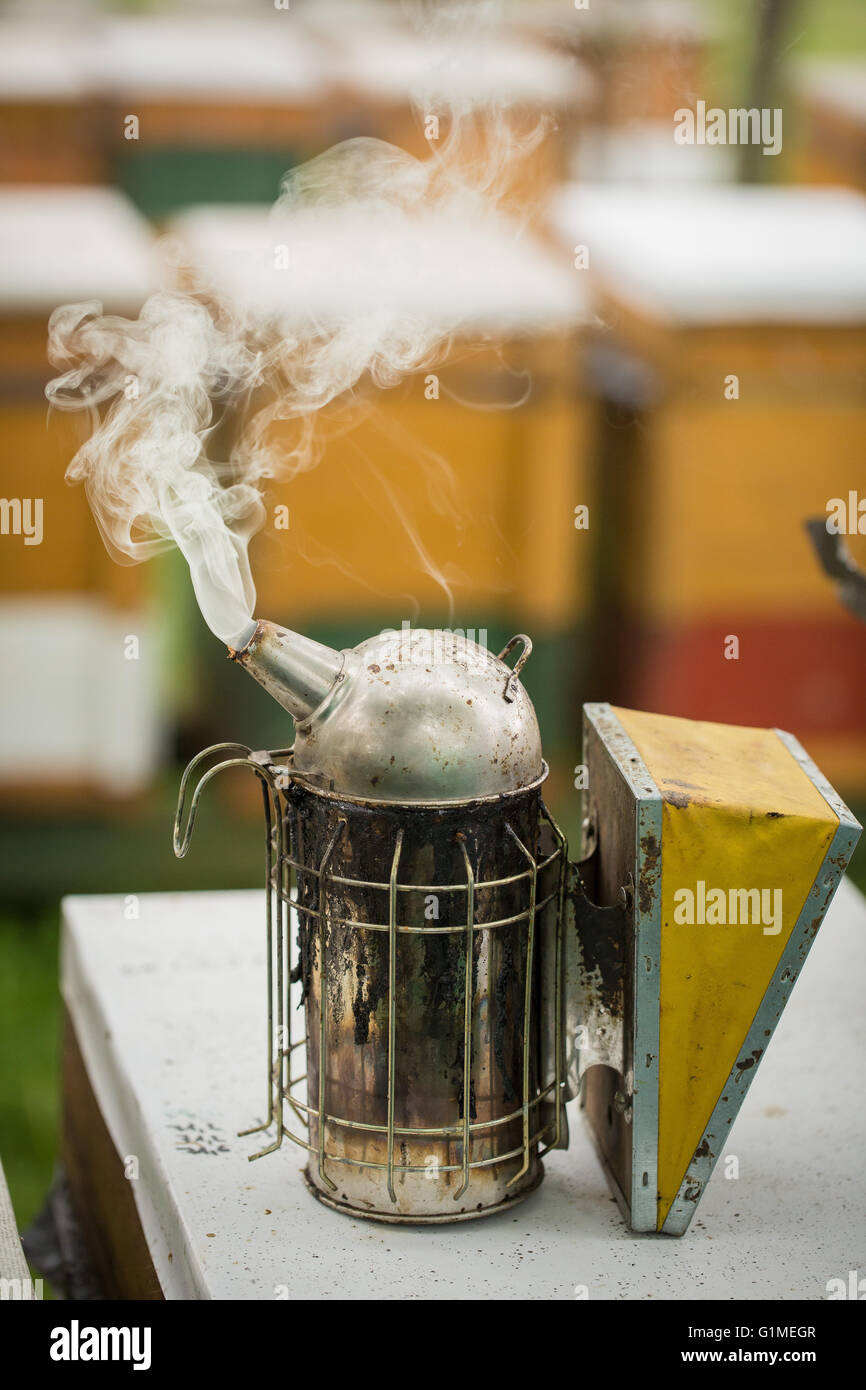 Beekeeper's smoker tool to calm the honey bees (Apis mellifera Stock ...