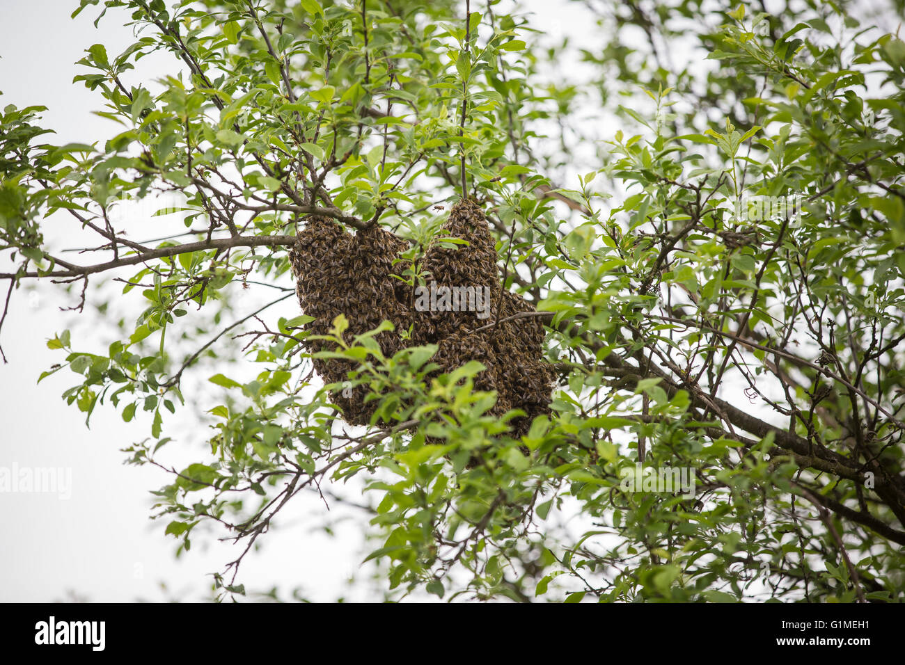 A swarm of honey bees clinging to a tree Stock Photo - Alamy