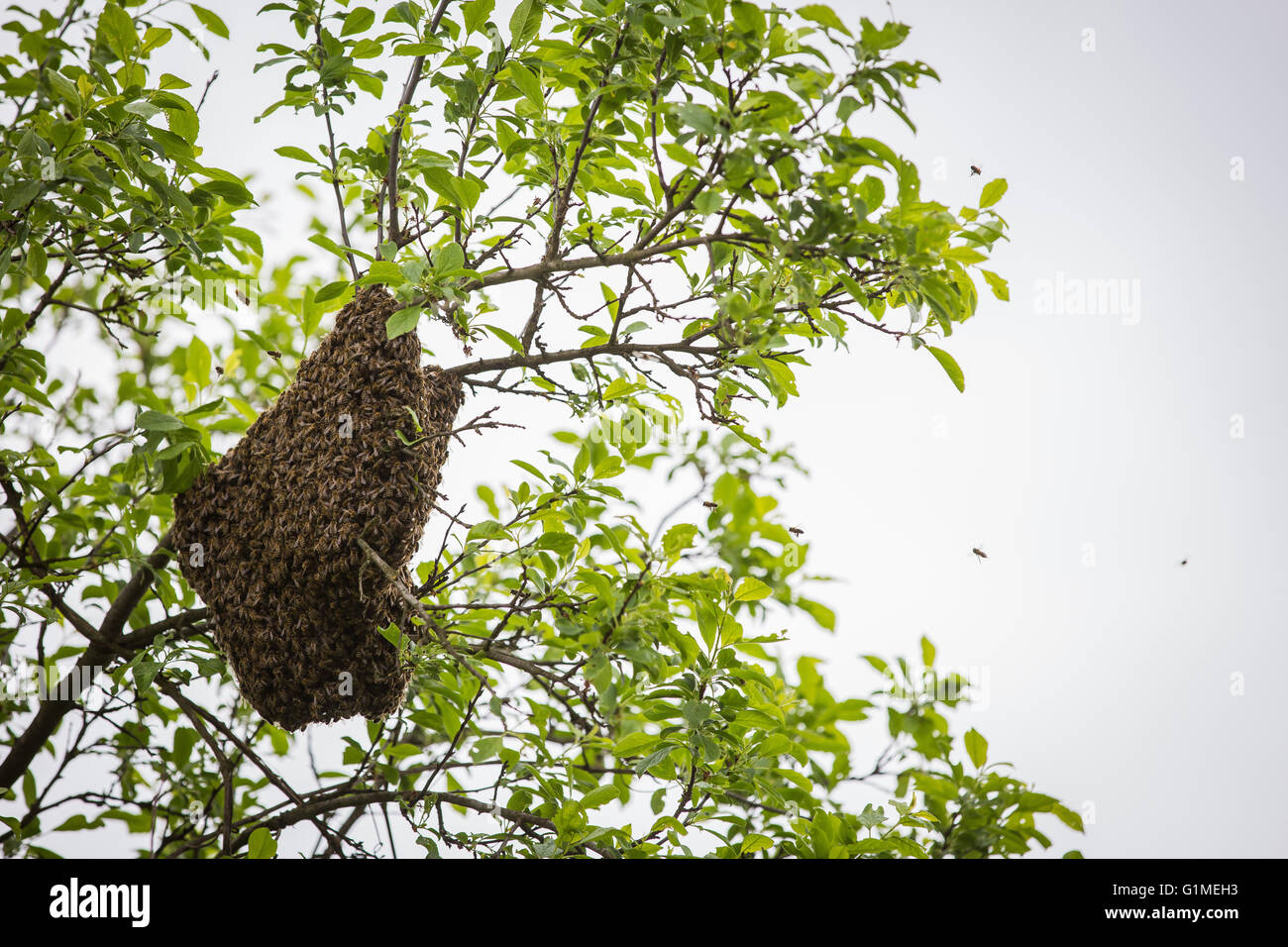 A swarm of honey bees clinging to a tree Stock Photo - Alamy