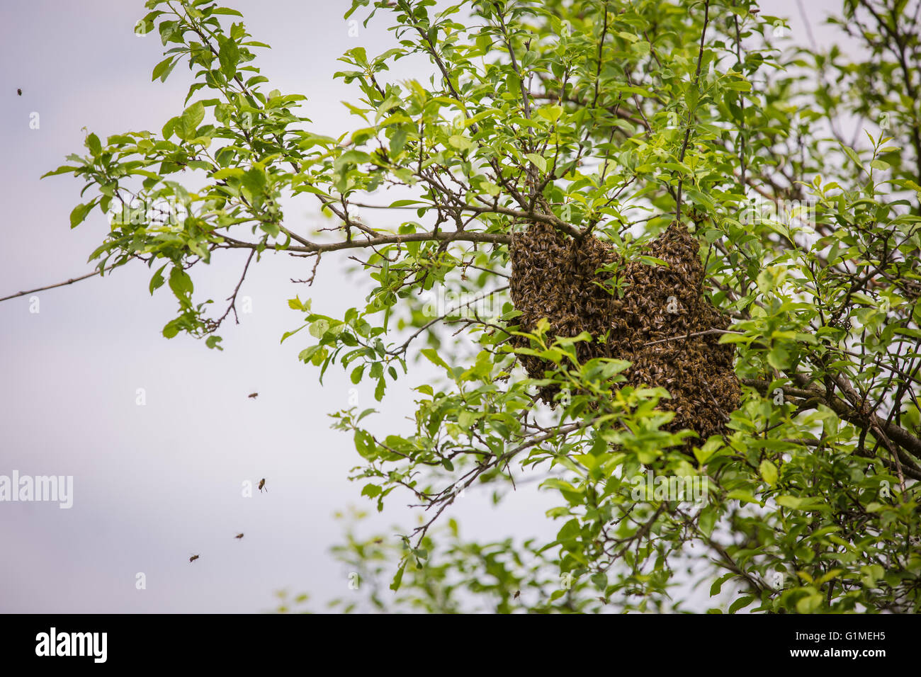 A swarm of honey bees clinging to a tree Stock Photo - Alamy