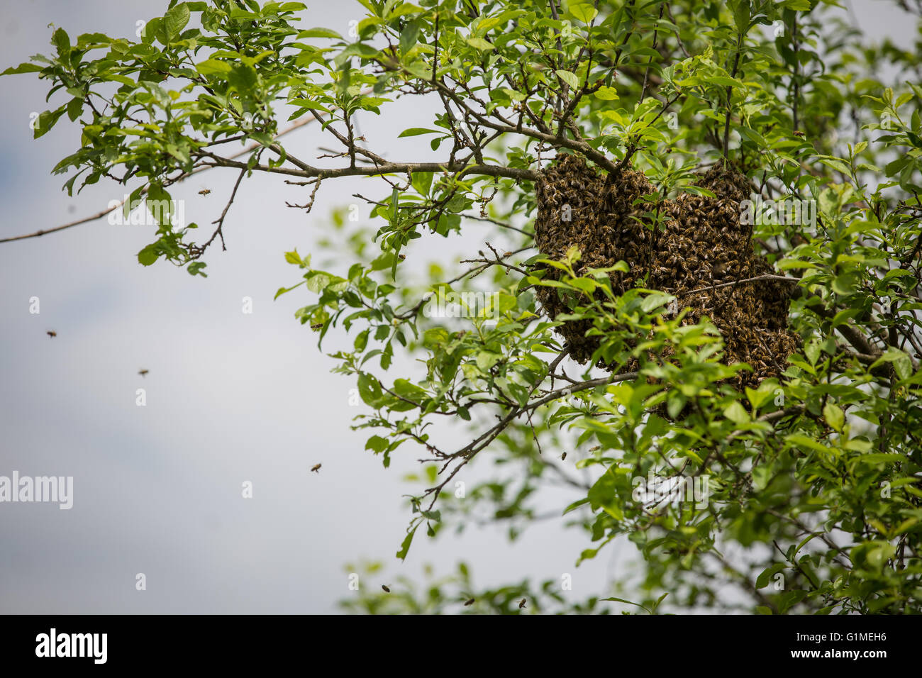 A swarm of honey bees clinging to a tree Stock Photo - Alamy