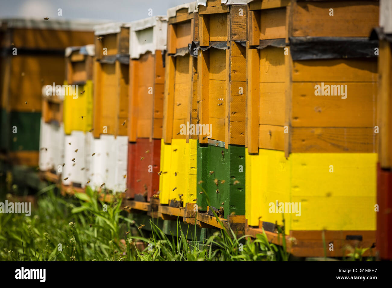 Bee hive bees flying out hi-res stock photography and images - Alamy