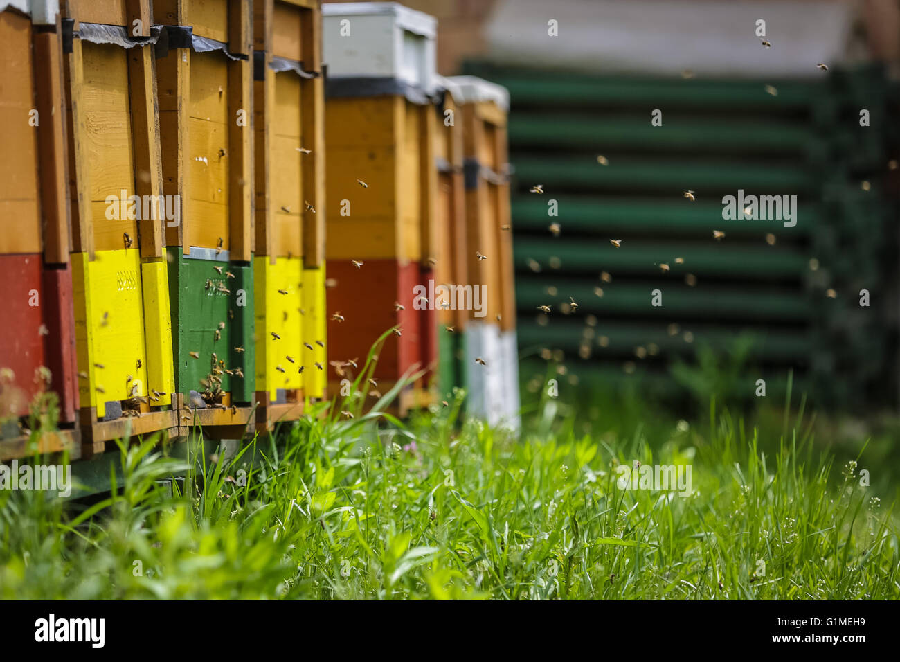 Bee hive bees flying out hi-res stock photography and images - Alamy