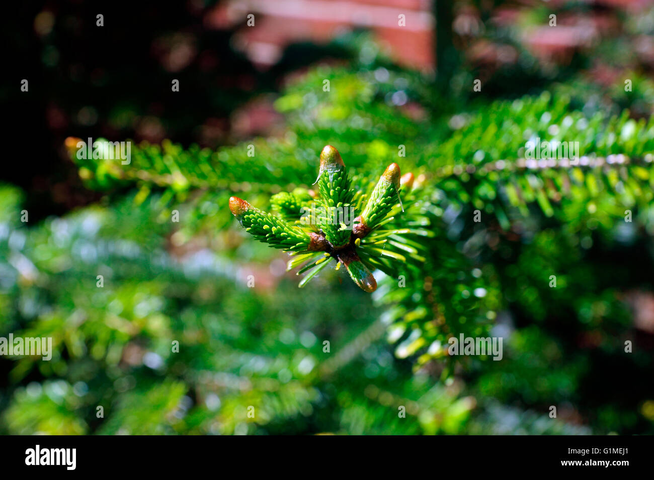Douglas fir sap hi-res stock photography and images - Alamy