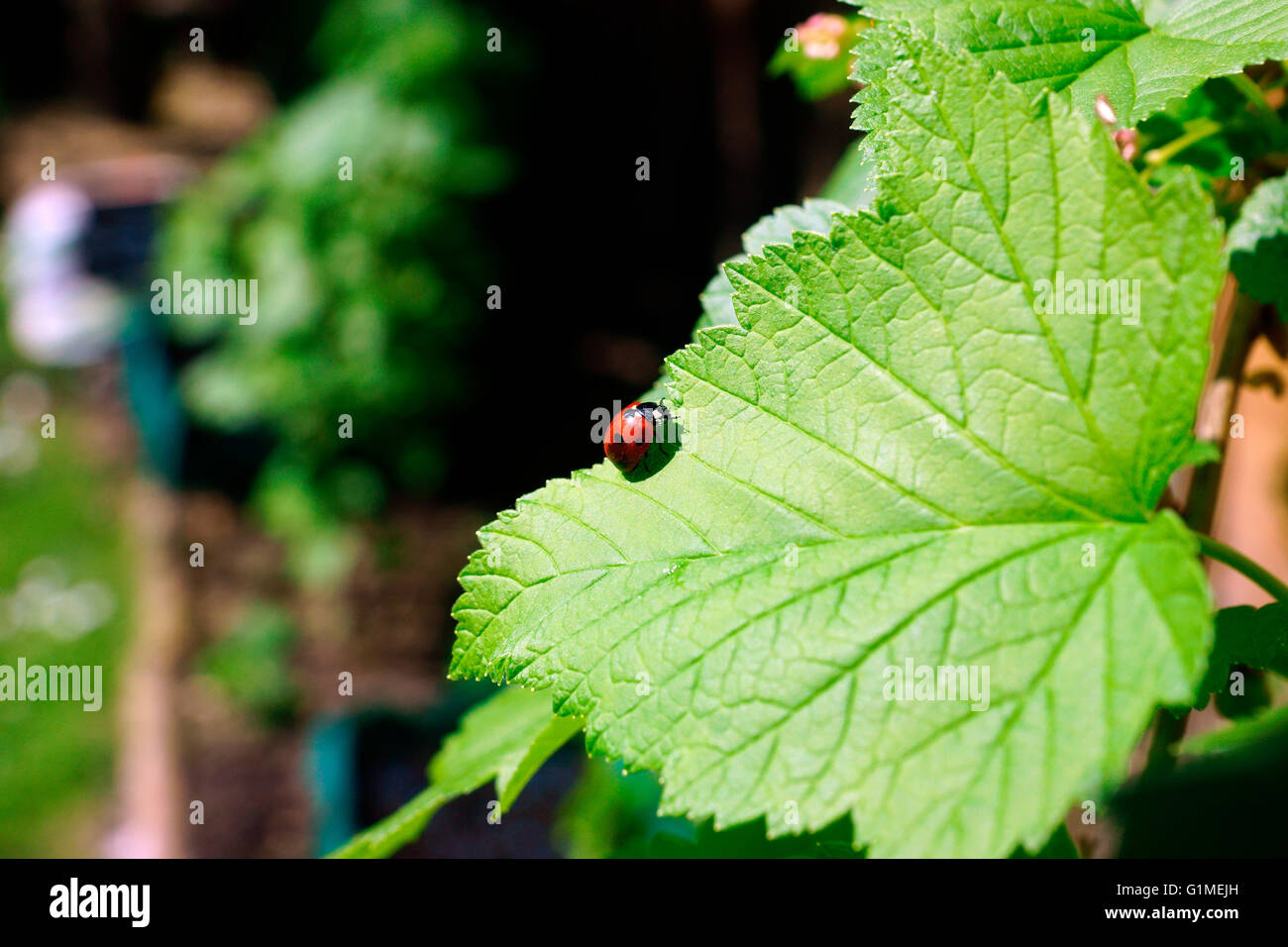LADYBIRD RED WITH BLACK SPOTS ON BLACK CURRANT LEAF Stock Photo - Alamy