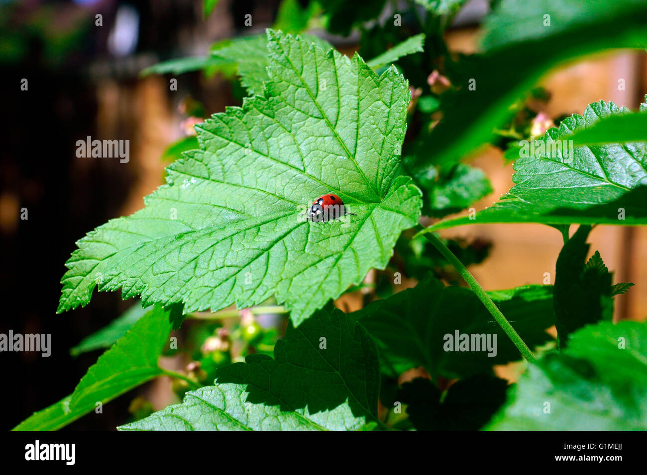 LADYBIRD RED WITH BLACK SPOTS ON BLACK CURRANT LEAF Stock Photo - Alamy