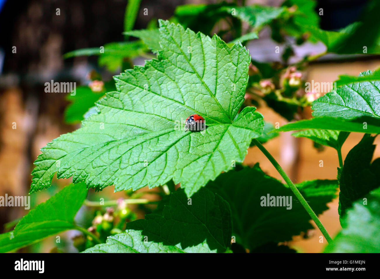 LADYBIRD RED WITH BLACK SPOTS ON BLACK CURRANT LEAF Stock Photo - Alamy