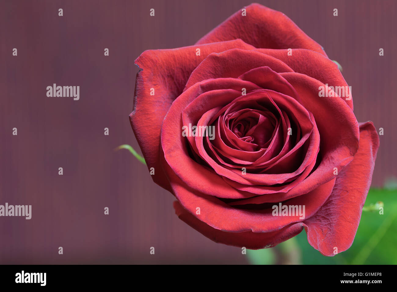 Flower of red rose on the blurred brownish background Stock Photo - Alamy