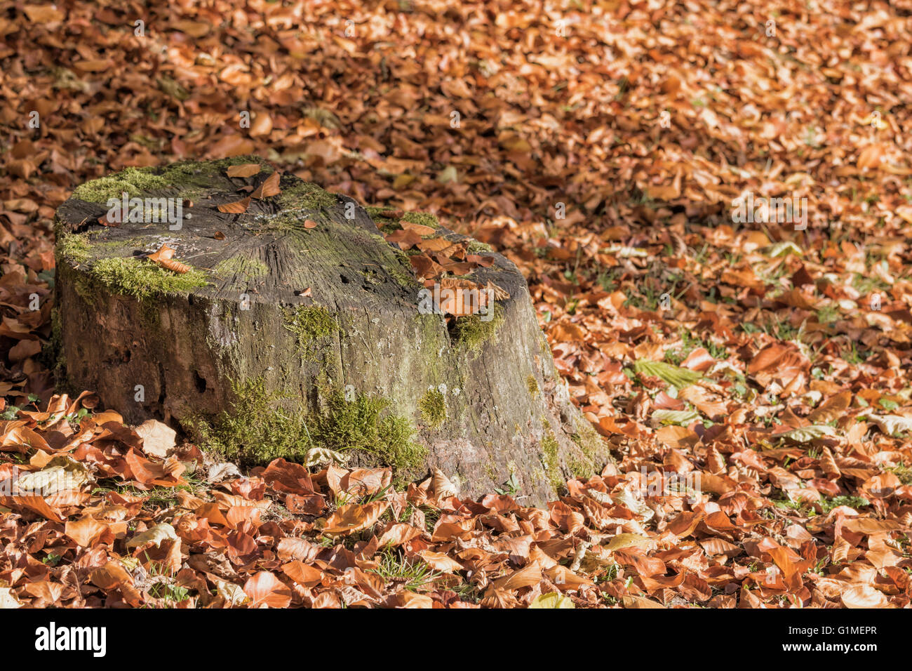 Mossy tree stump is surrounded by brown fallen leaves. Everything is ...