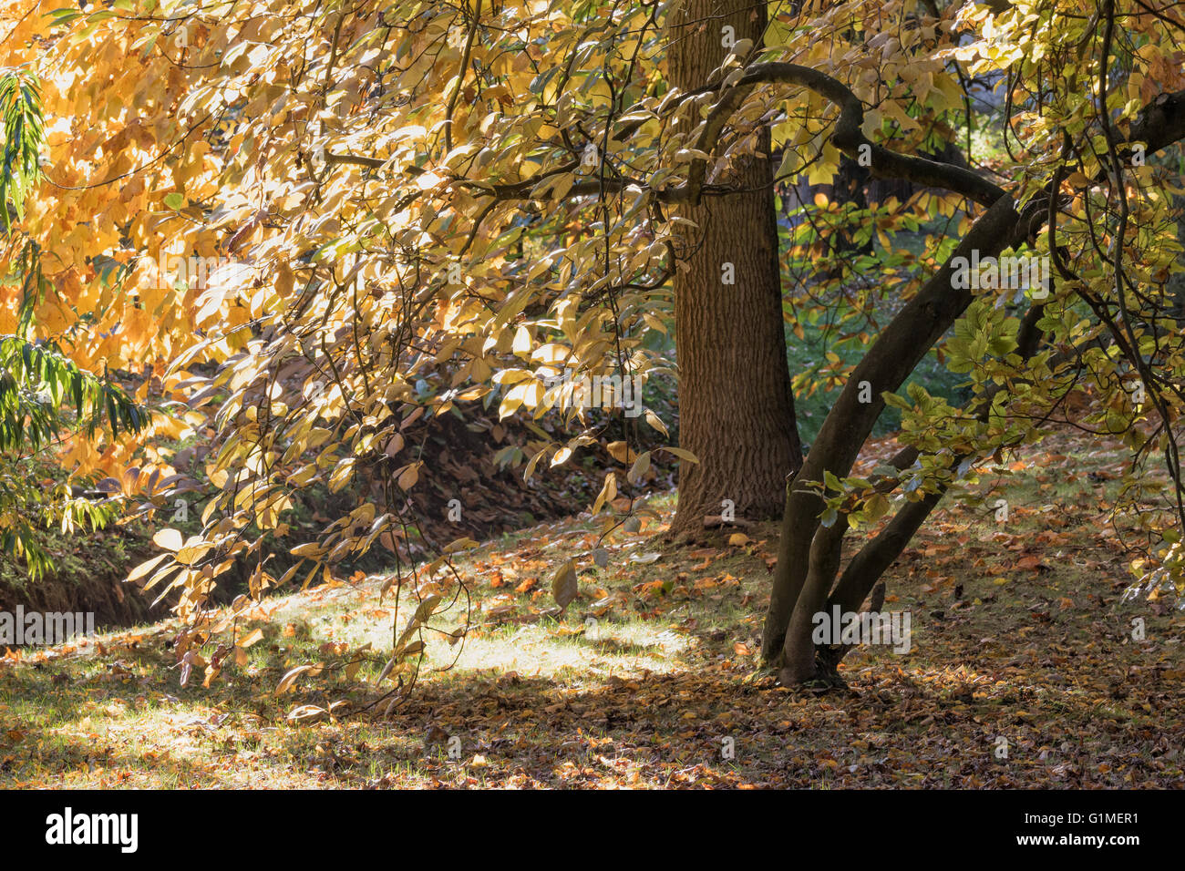 Autumn-colored trees in a park lit by daylight closeup Stock Photo - Alamy