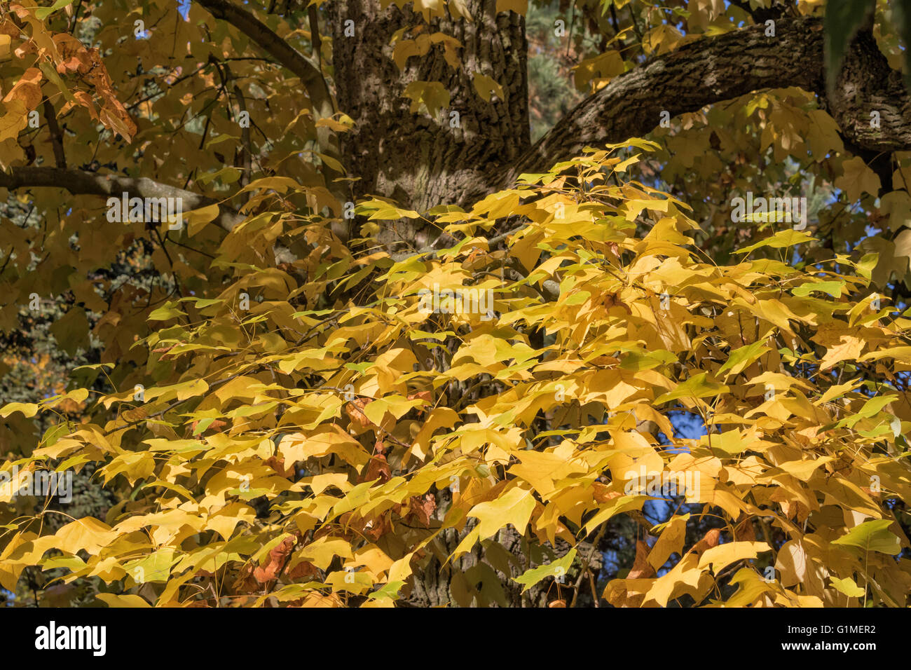 Robust tree is decorated with yellow and green colored leaves Stock ...