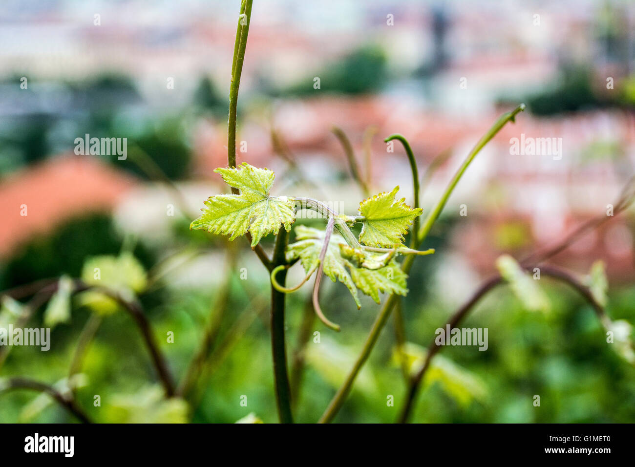 vineyard in spring Stock Photo - Alamy
