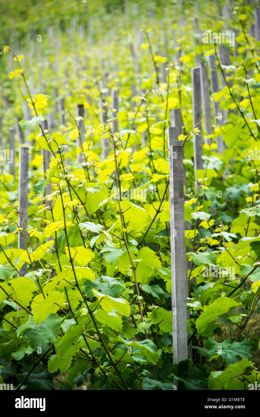 Vineyard at spring hi-res stock photography and images - Alamy