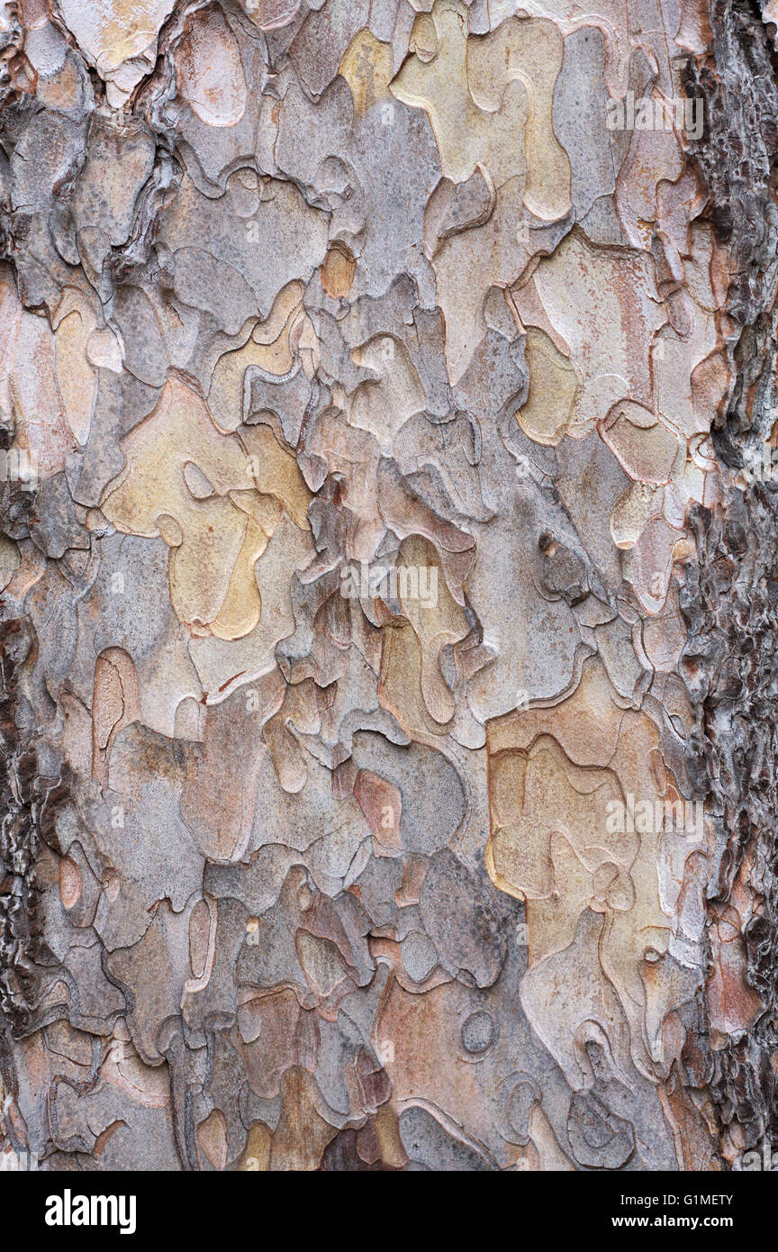 Bark to black hi-res stock photography and images - Alamy