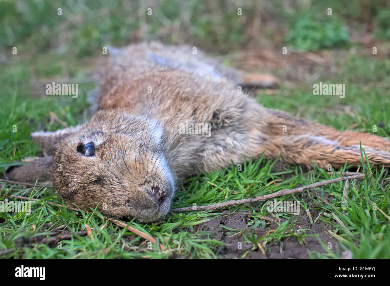 Rabbit carcass hi-res stock photography and images - Alamy