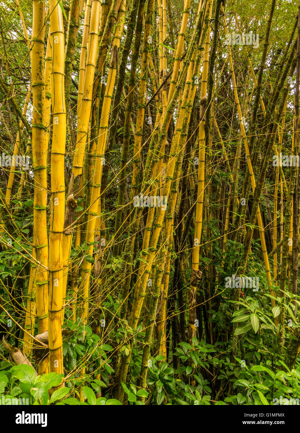Bamboo cluster hi-res stock photography and images - Alamy