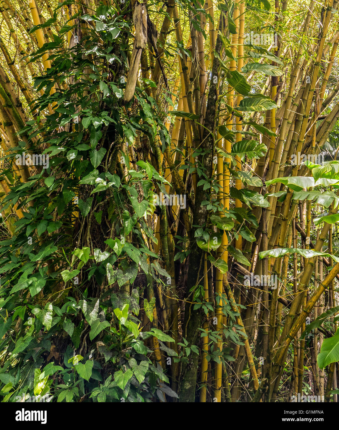 A cluster of Bamboo in the rainforest of the Big Island of Hawaii Stock ...