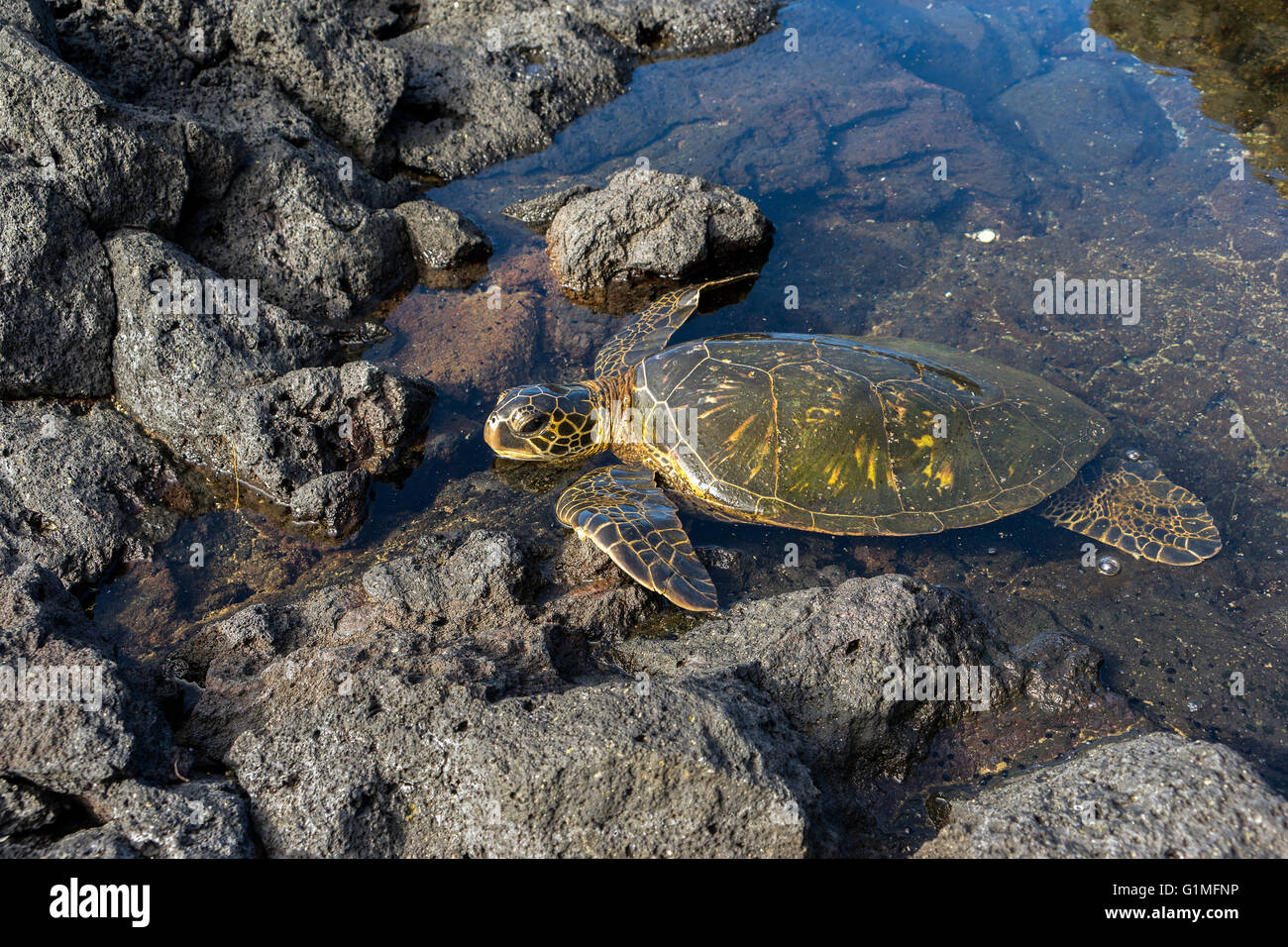 A Hawaiian Green Sea Turtle seen in the Kapoho Tide Pool on the eastern ...
