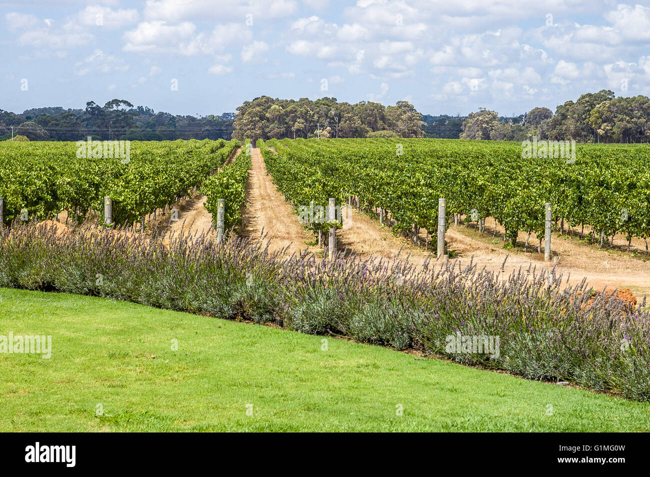 Winery barossa hi-res stock photography and images - Alamy