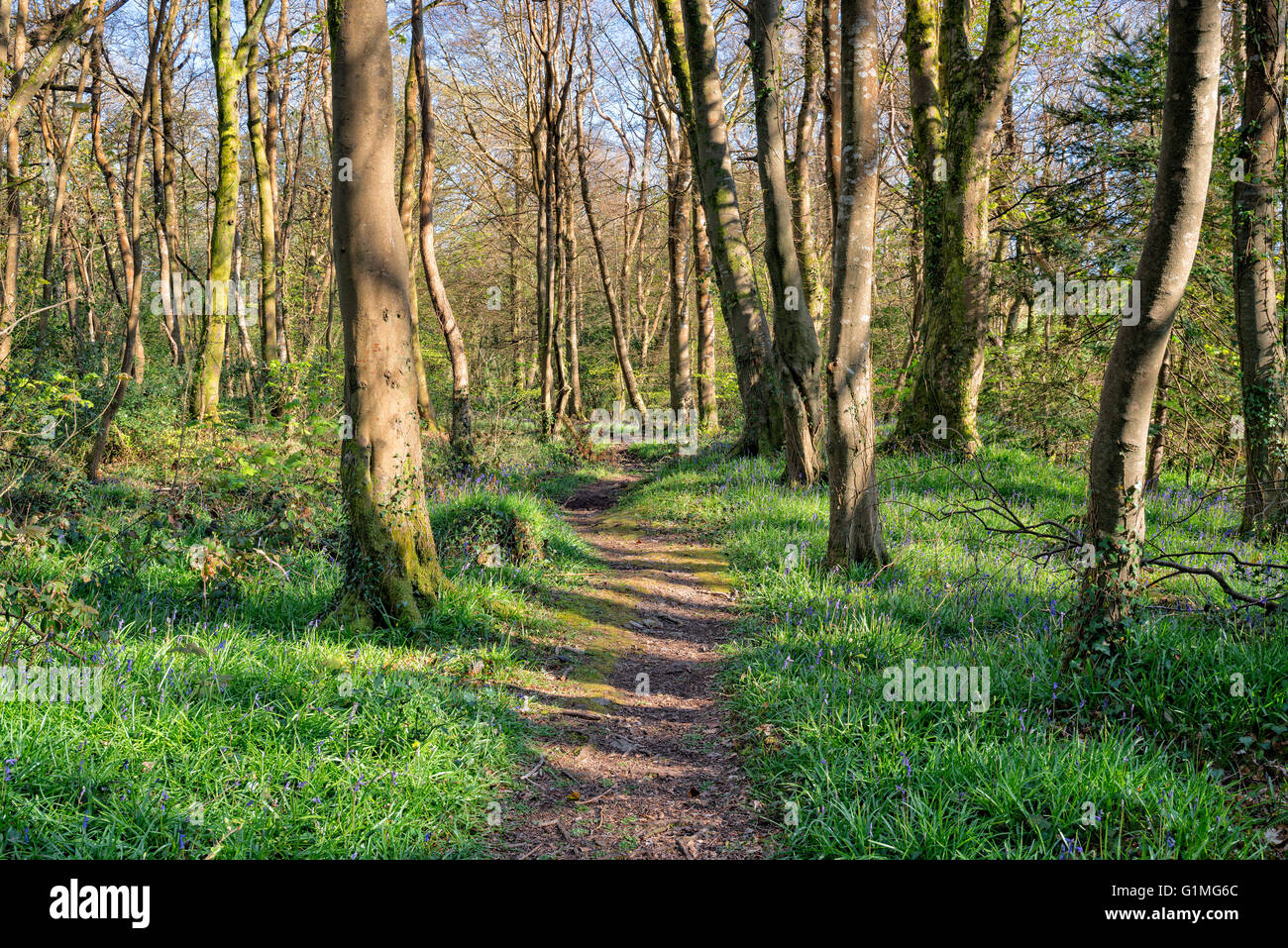 A winding forest path through Pendarves Woods near Camborne in Cornwall ...