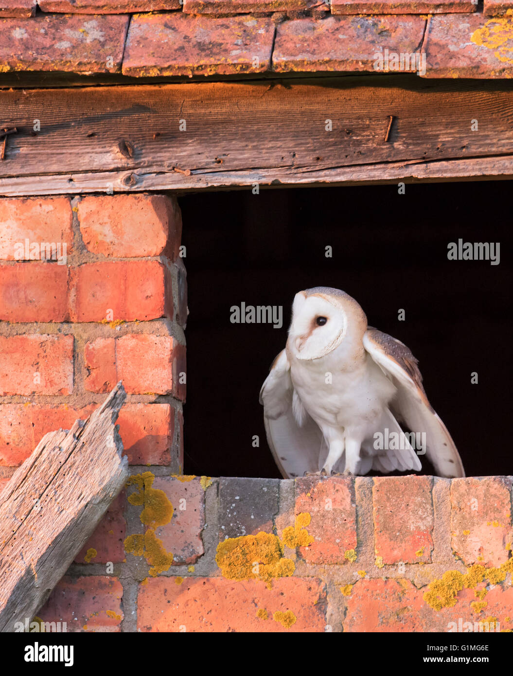 A wild Barn Owl Tyto Alba takes in the last rays of the evening sun at ...