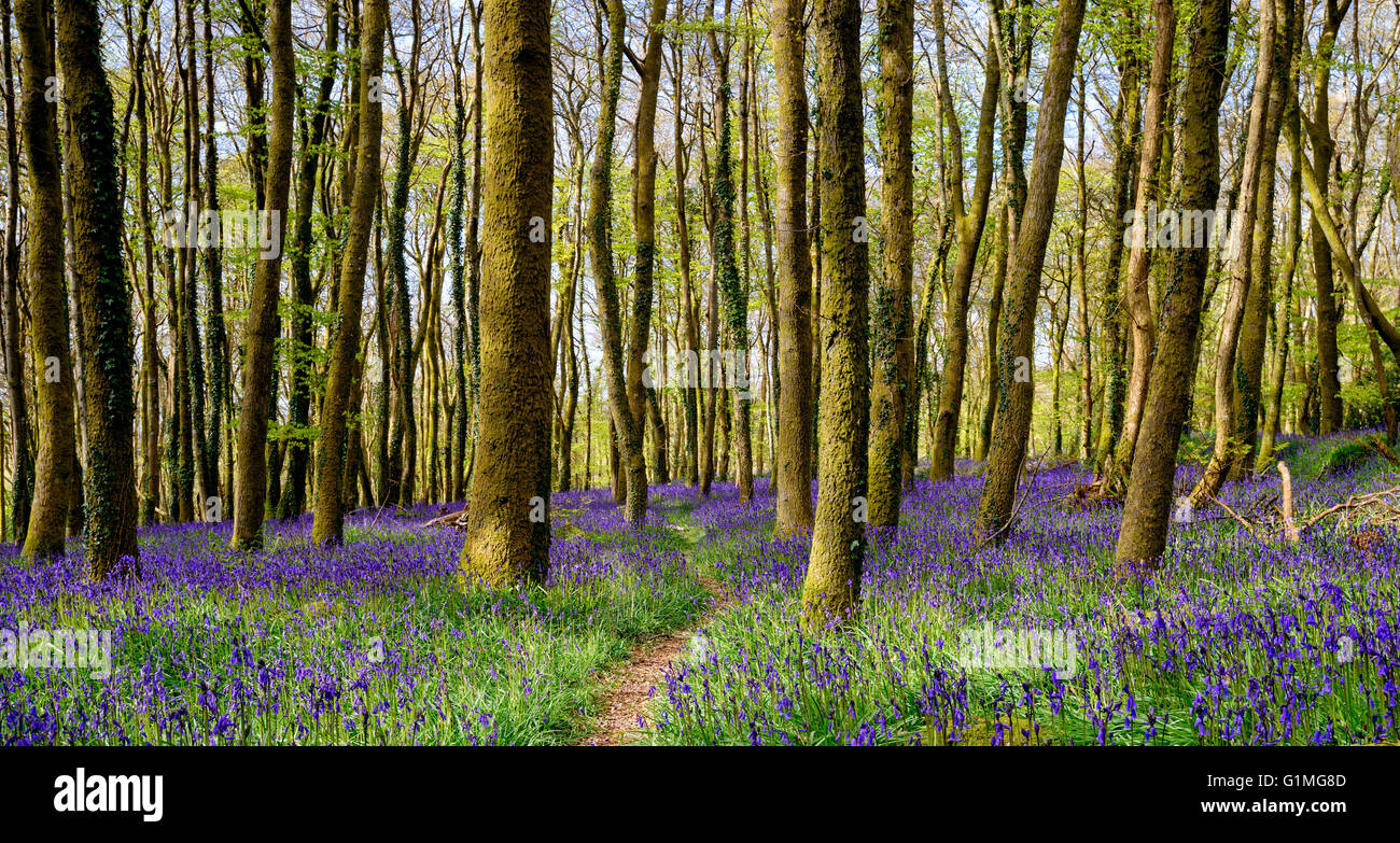 Bluebell woods uk hi-res stock photography and images - Alamy