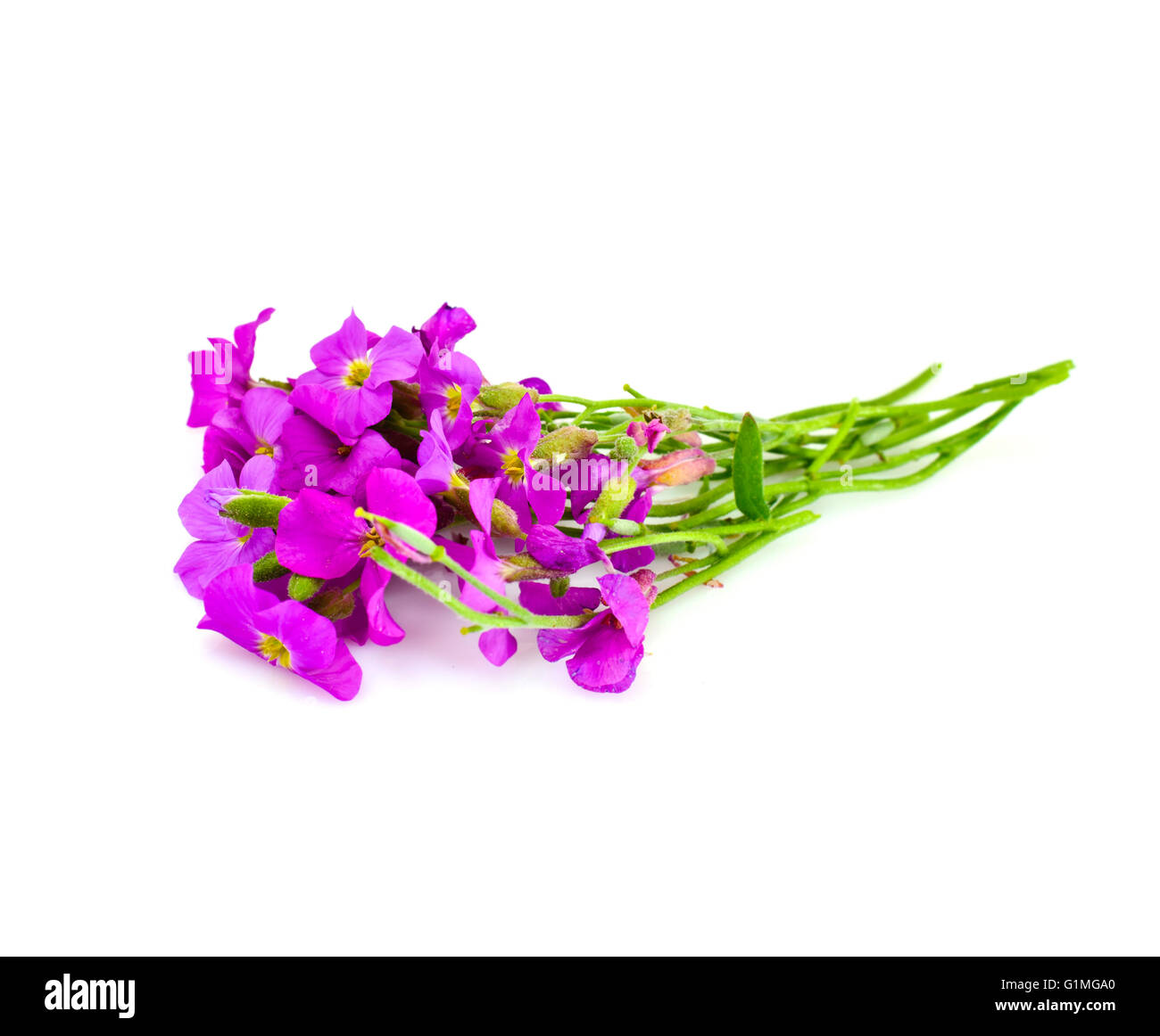 Light violet blue flower Cut Out Stock Images & Pictures - Alamy