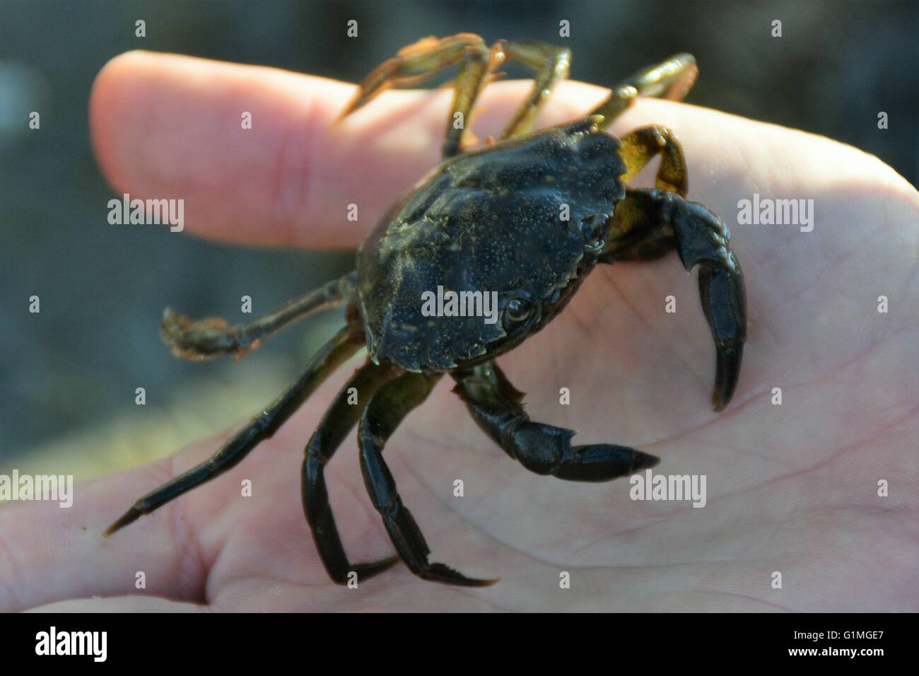 Hands holding crab hi-res stock photography and images - Alamy