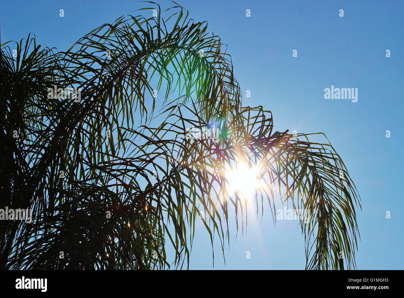 palm tree in the sun Stock Photo - Alamy
