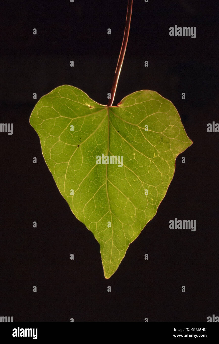 A single ivy leaf against a dark background Stock Photo - Alamy