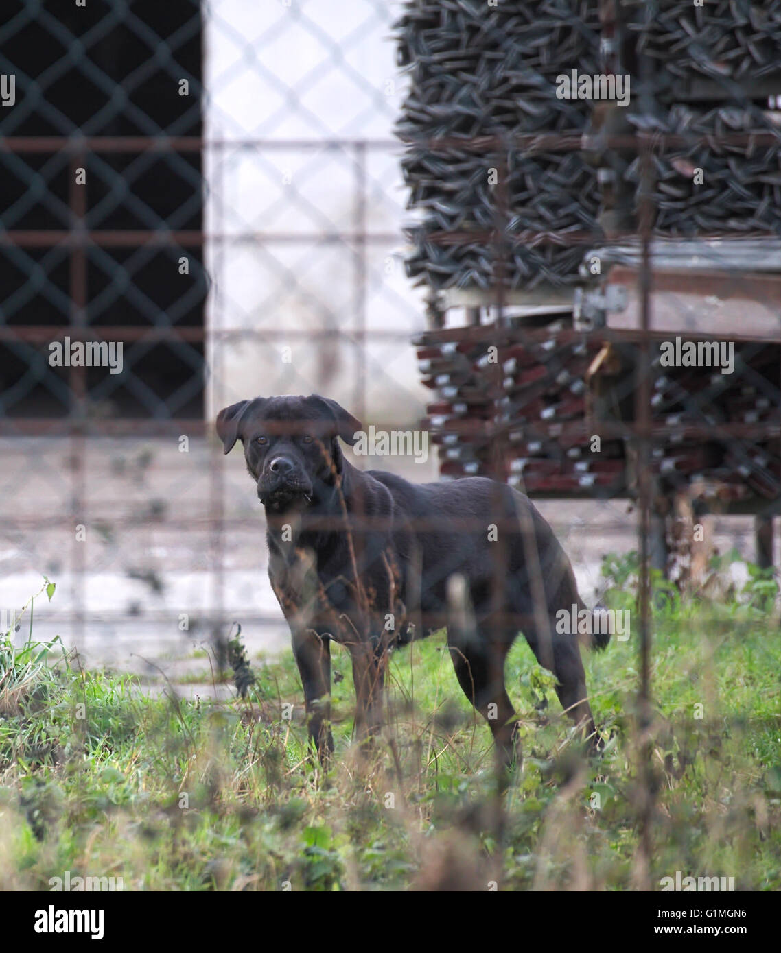 Boarhound hi-res stock photography and images - Alamy