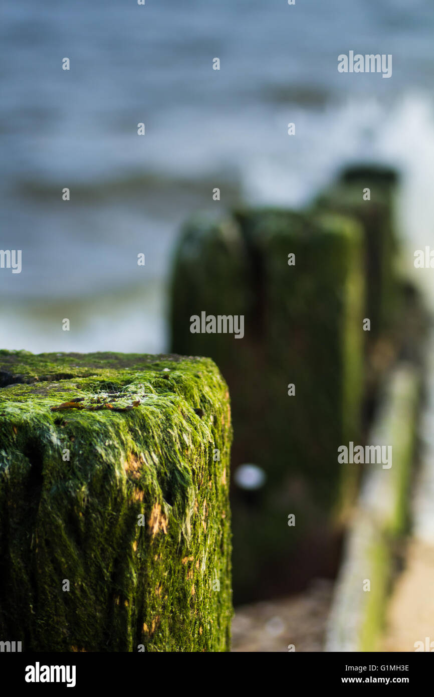 Algae covered wood hi-res stock photography and images - Alamy