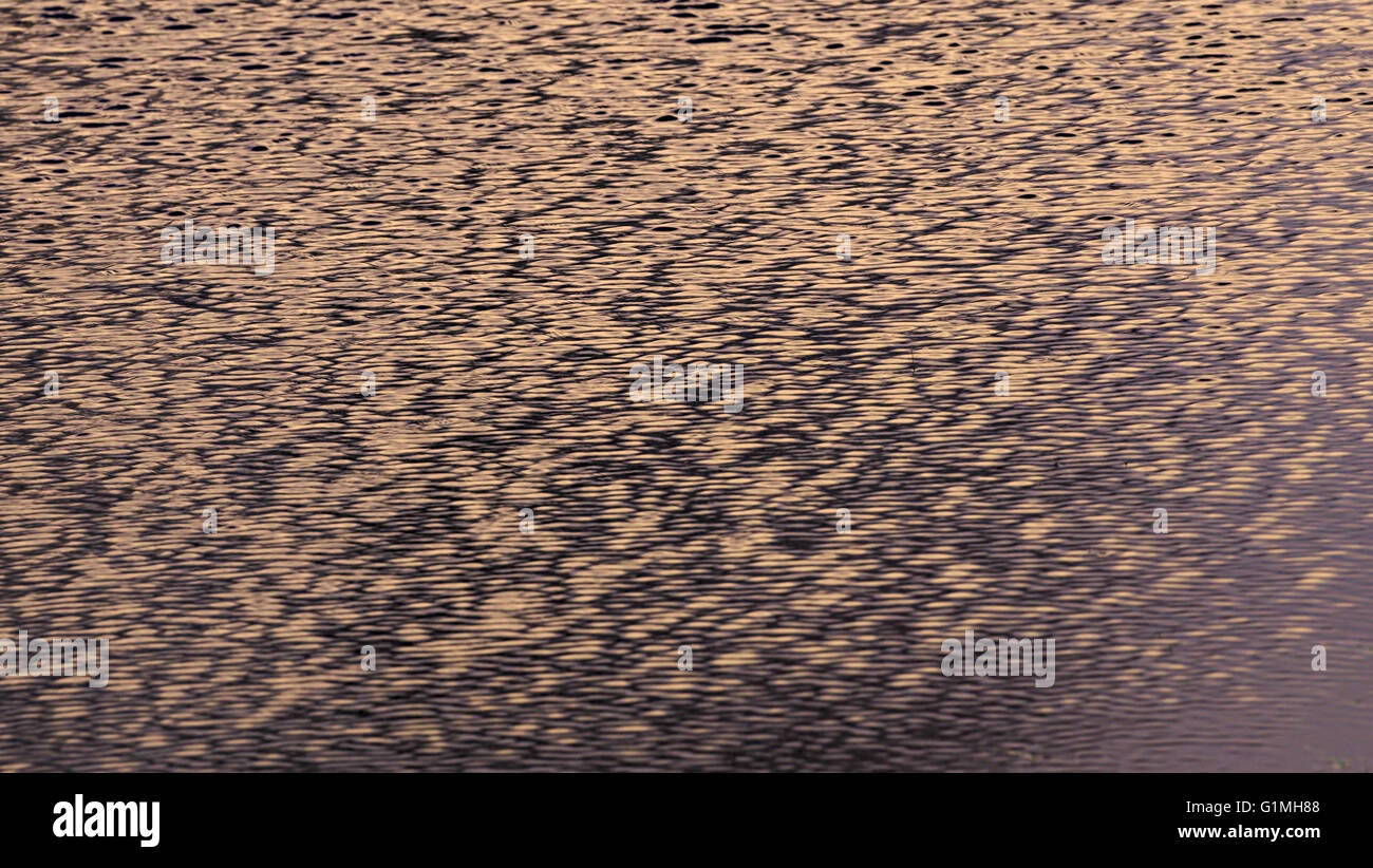 Golden reflections of sunset on a rippled lake Stock Photo - Alamy